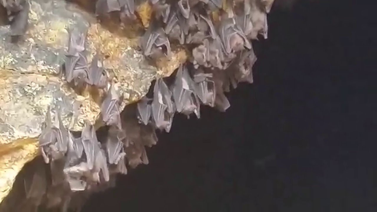 Bat Cave Temple Bali - YouTube