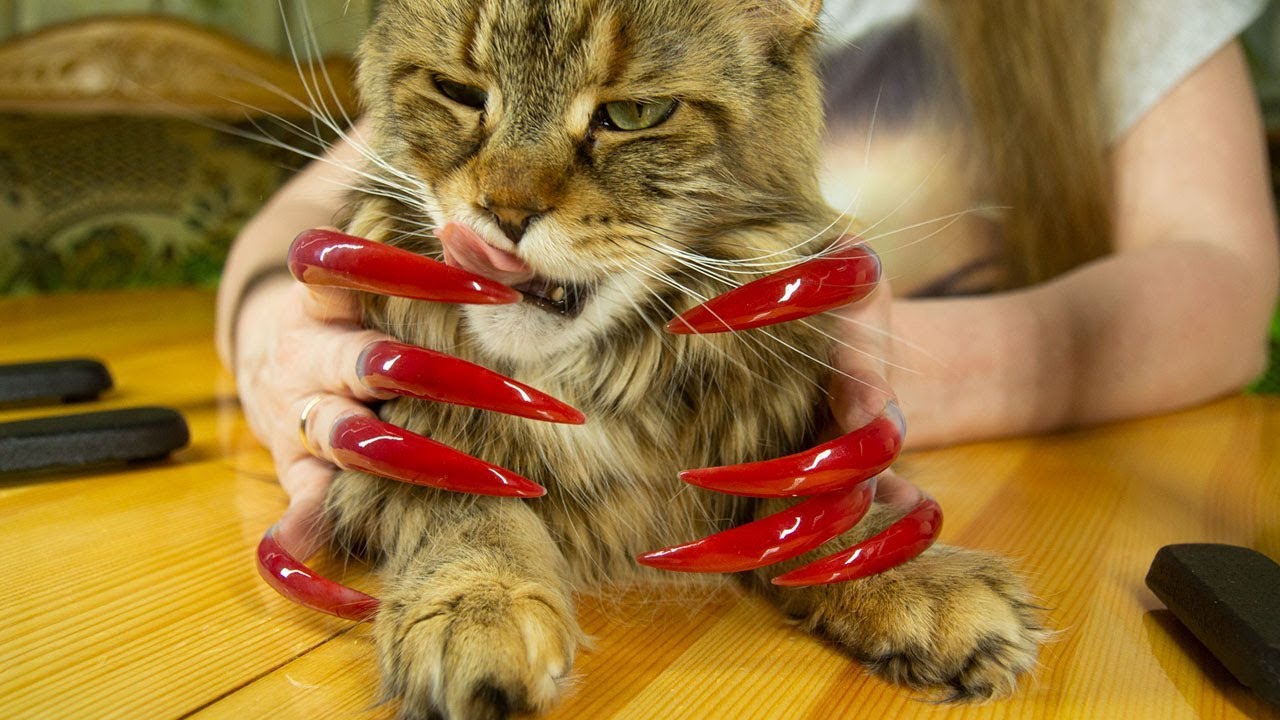 ASMR FOR SLEEP EAR TO EAR SOUNDS NAILS TAPPING CAT ASMR - YouTube