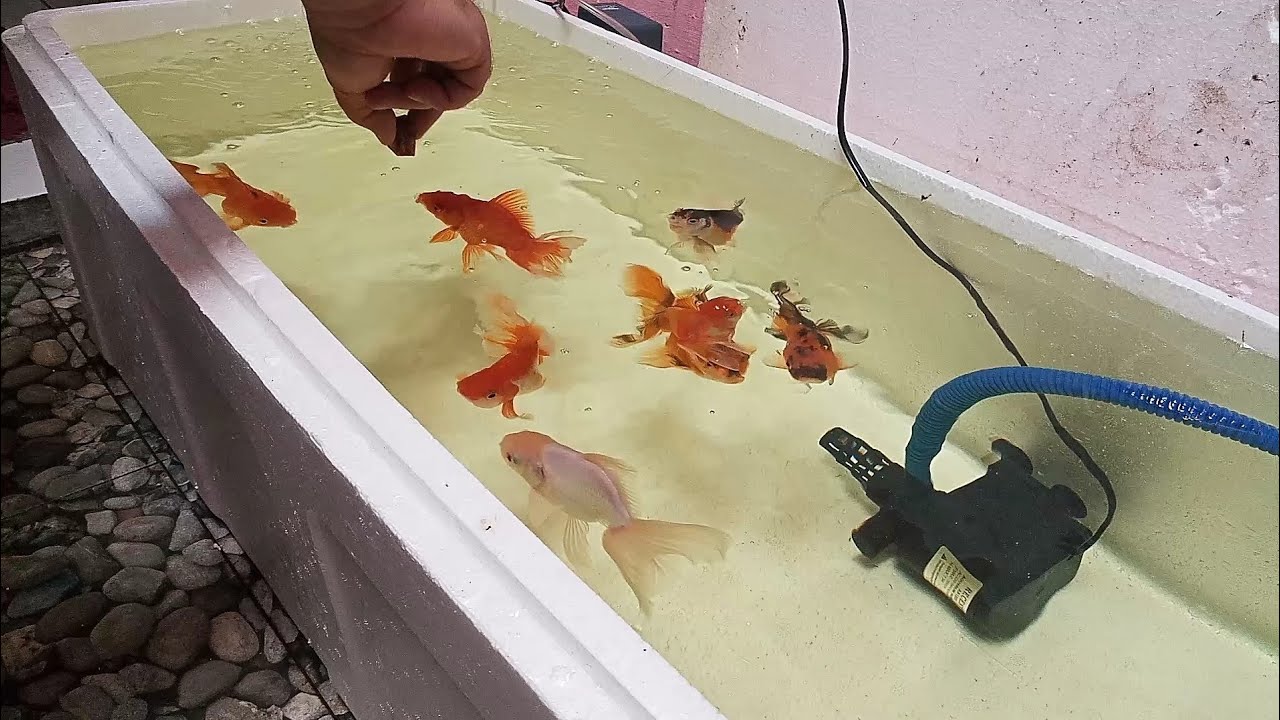 Kolam Box Styrofoam Ikan Koki - YouTube