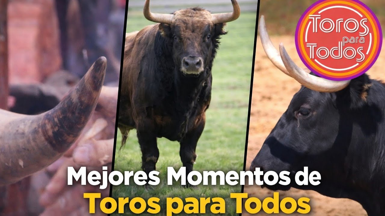 algunos de los mejores momentos de toros para todos/último vídeo de ...