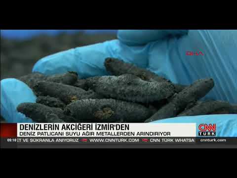cnn türk haber prof dr doğan yaşar deniz patlıcanı hk  30 05 2021