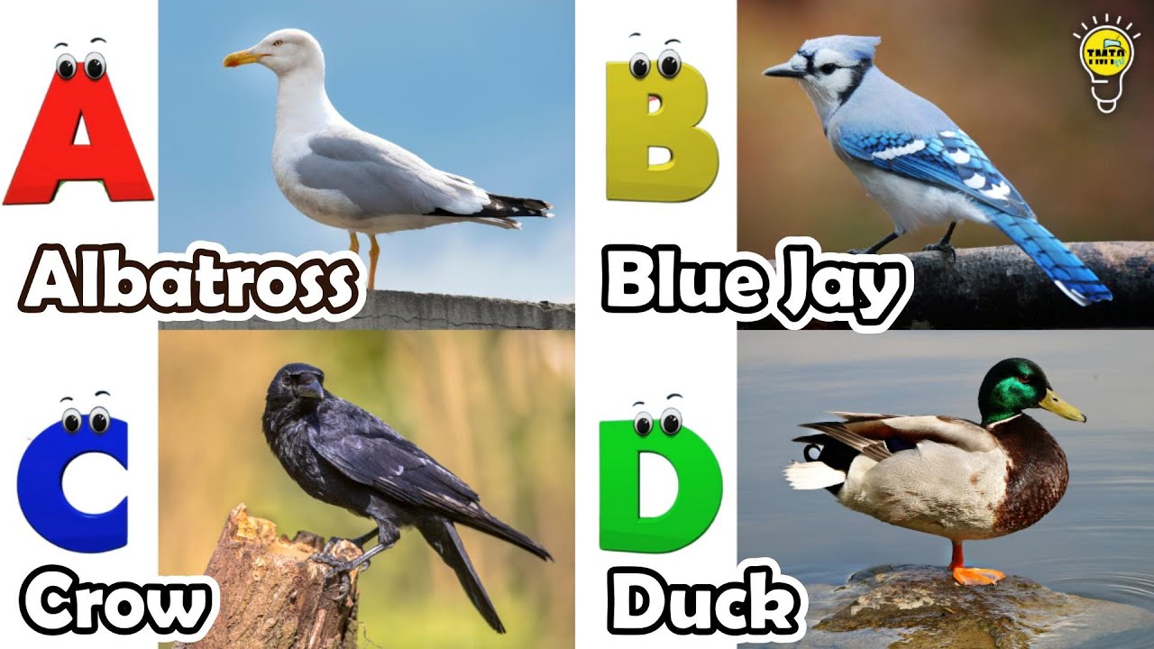 Birds ABC Song for Kids to Learn in JUST 5 Minutes! | Birds ABC Song ...