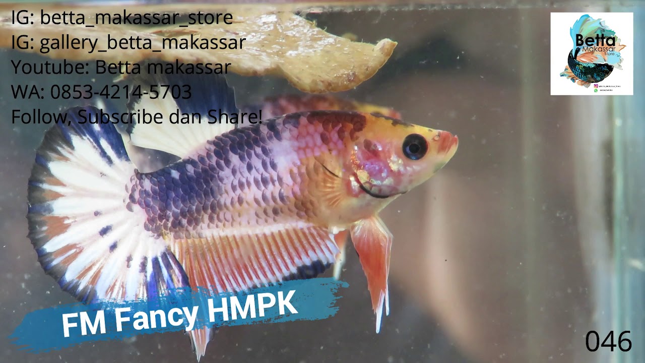 Betta FM Fancy HMPK (Kode 046) - YouTube