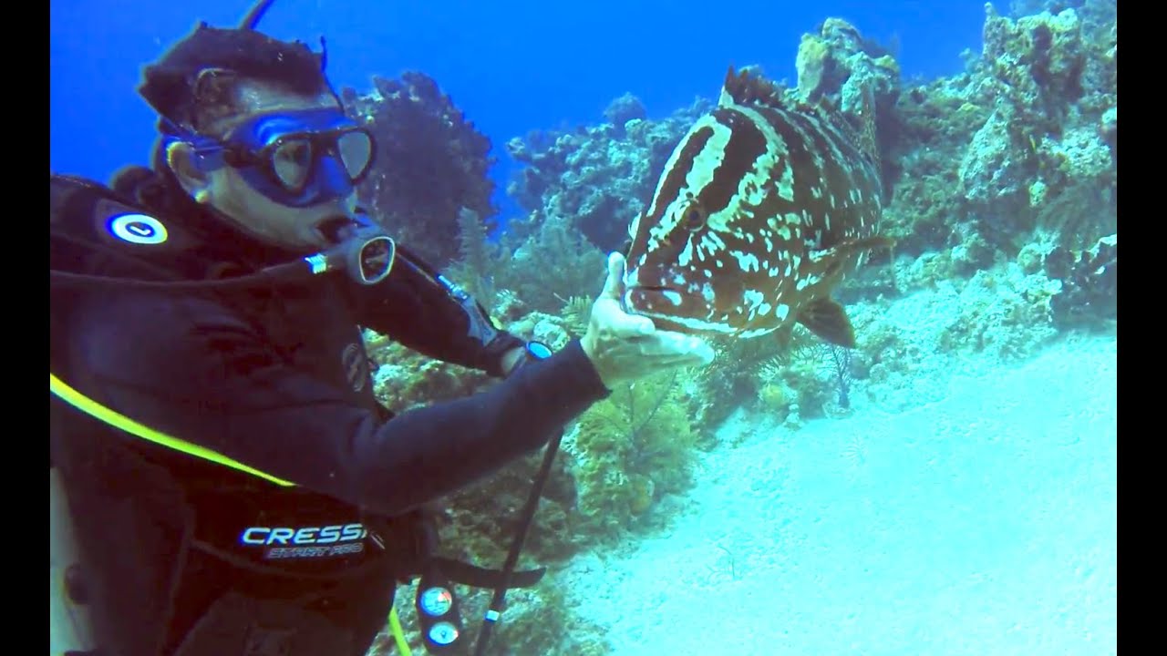Sharks, Rays, and SpongeBob the Grouper | Guanahani Divers | San ...