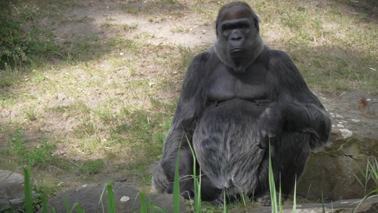 Fatou,zoo berlin,gorilla lady,old gorilla lady,oldest gorilla lady ...