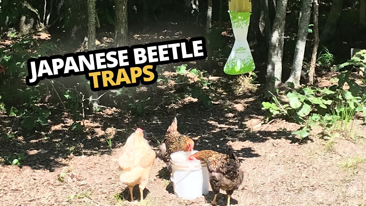 Japanese Beetle traps. Giving it a try! - YouTube