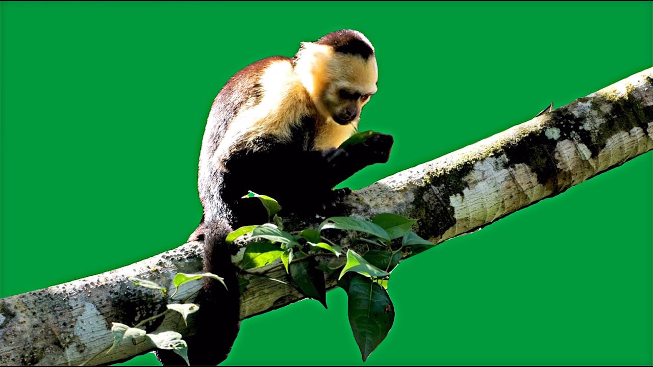 Monkey green screen 4K No Copyright 2024 - YouTube
