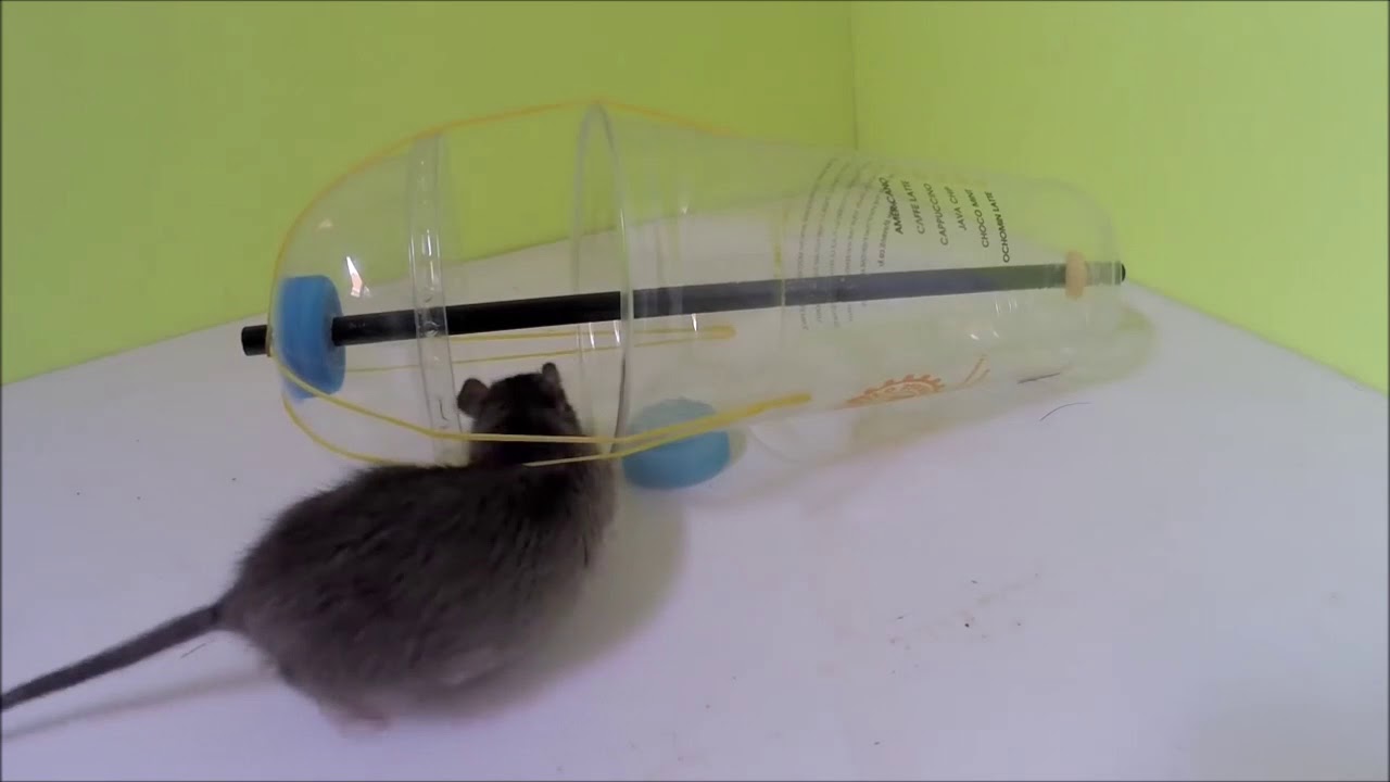 HOW TO BUILD RAT TRAP | EASY & SIMPLE - YouTube