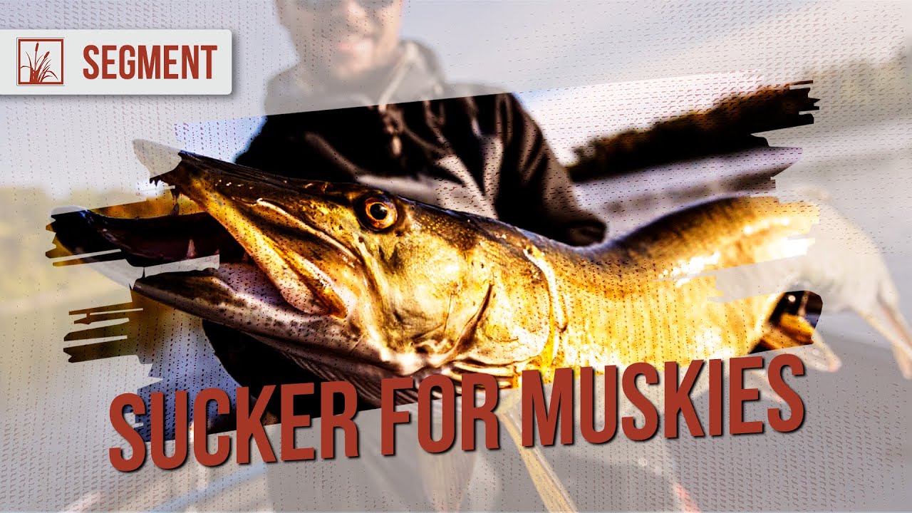 Sucker for Fall Muskie Fishing in Minnesota - YouTube
