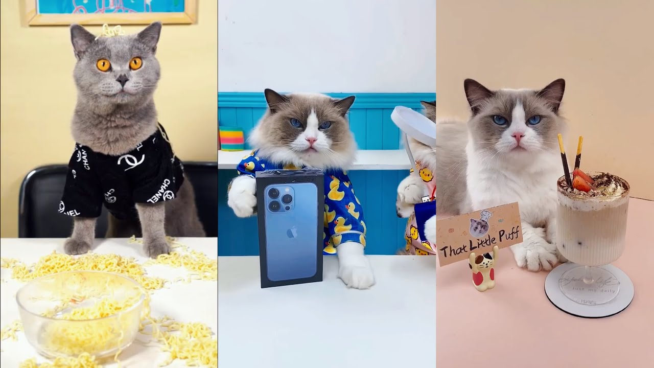 That Little Puff | Cats Make Food 😻| Oscar's funny world |😲Funny Cat ...