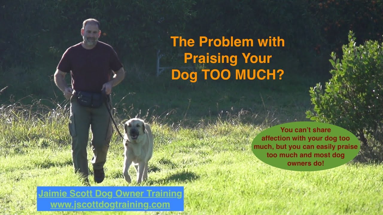 Too Much Praise? Are You Overpraising Your Dog? - YouTube