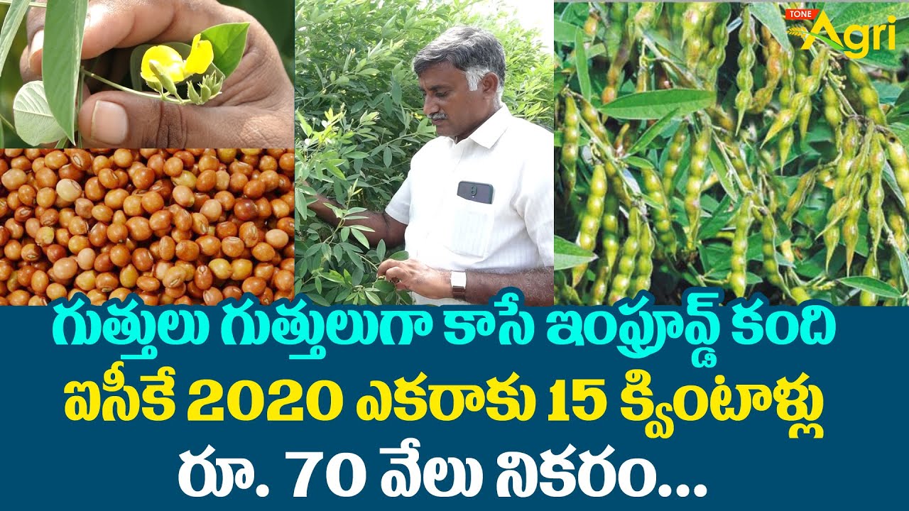 Kandi Pappu, Dal Farming | ఇంప్రూవ్డ్ కంది ఐసీకే 2020 ఎకరాకు 15 ...