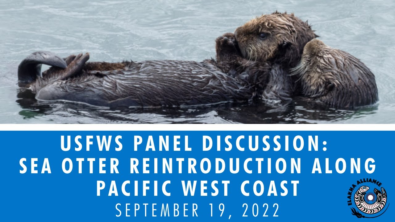 USFWS Panel Discussion: Sea Otter Reintroduction along Pacific West Coast - YouTube