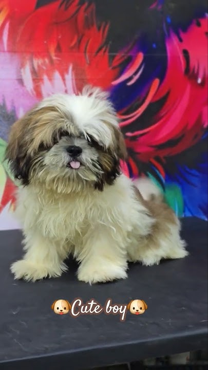 Cute Shihtzu puppies for sale #eluru #shihtzu #vizag #shorts #viralvideo #trending #cutedog # ...