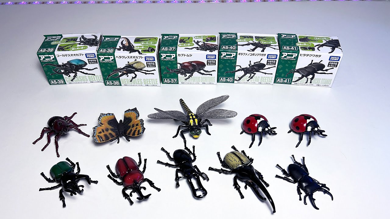 Insects Collection - Stag Beetle, Hercules Beetle, Rhinoceros Bettle ...
