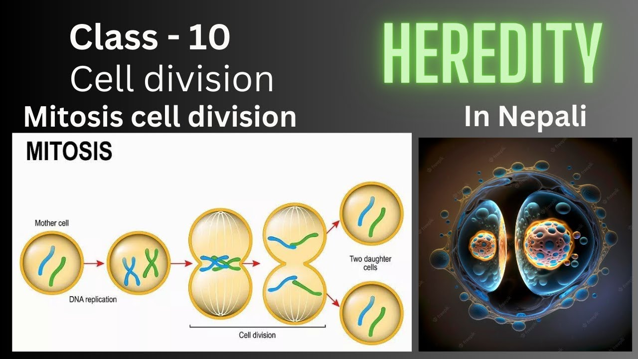 Heredity Class 10 Mitosis Cell Divisions In Nepali Science And heredity-class-10-mitosis-cell-divisions-in-nepali-science-and