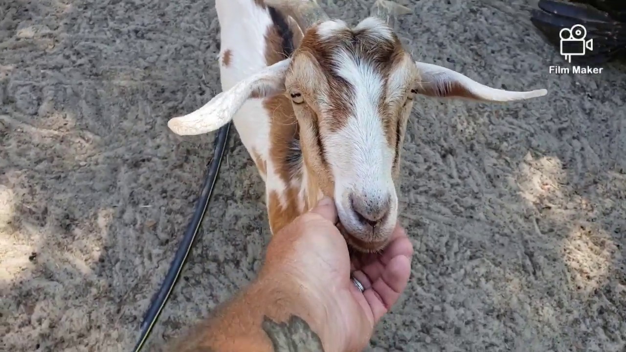 Sunday Morning Goat Check - YouTube