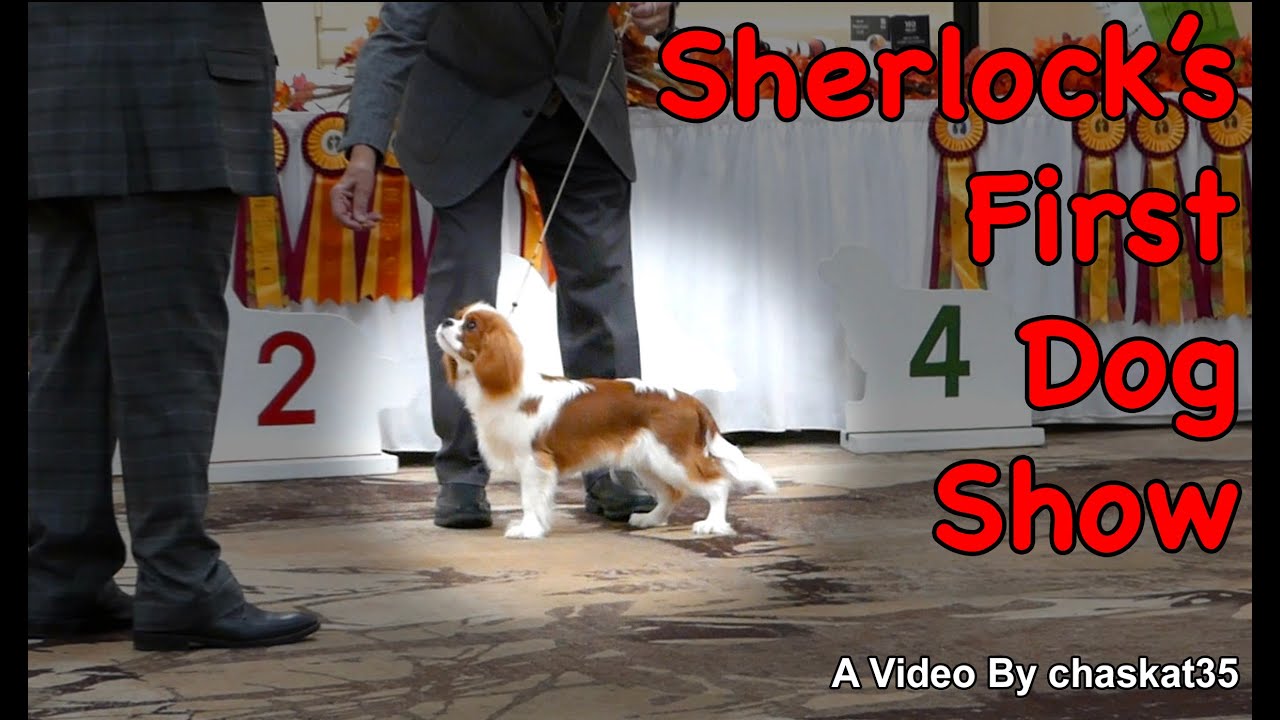 Sherlock's First Dog Show - YouTube