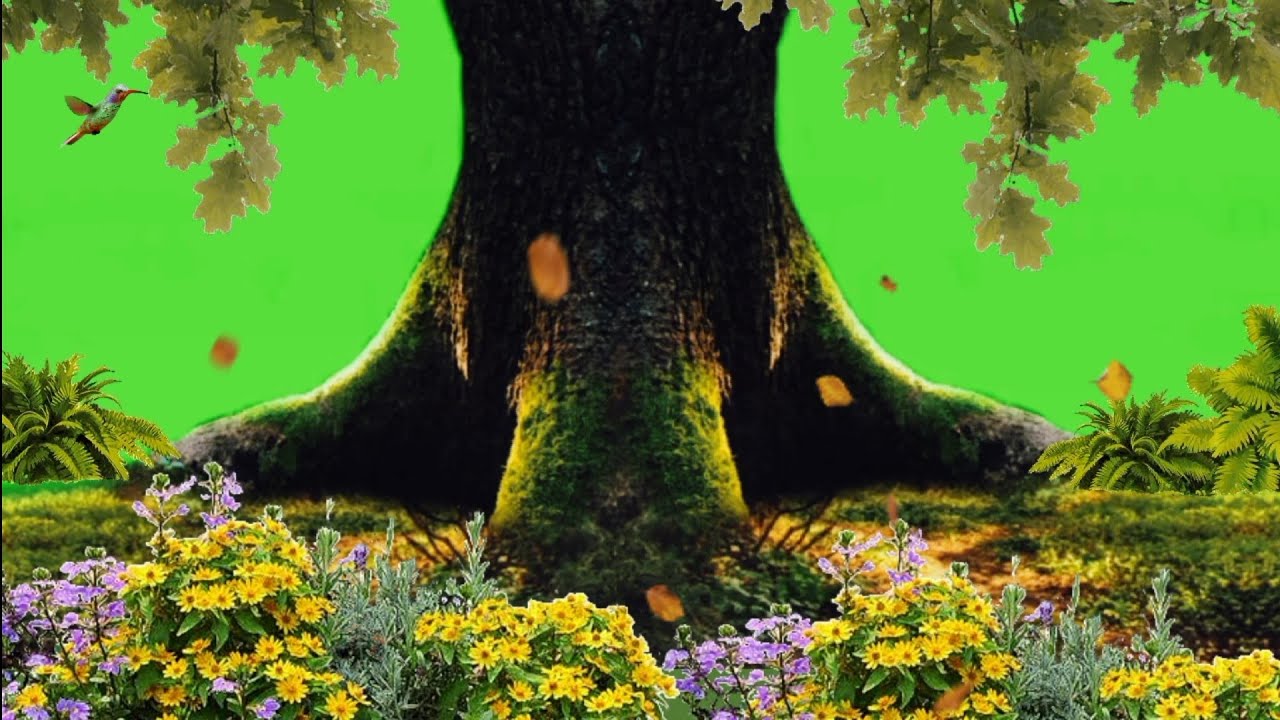 🍁🍁Green Screen Beautiful Nature Effect / Green Screen Garden Tree ...