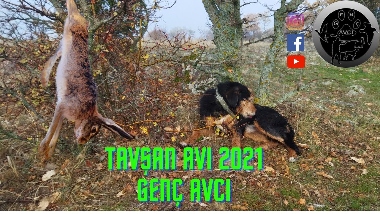 TAVŞAN AVI 21 Kopayla Tavşan Avı 2021- ΚΥΝΗΓΙ ΛΑΓΟΥ- Hare Hunting- GENÇ ...