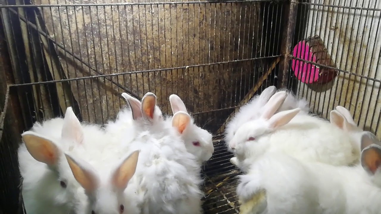 Pakistan Rabbit Farming(22) - YouTube