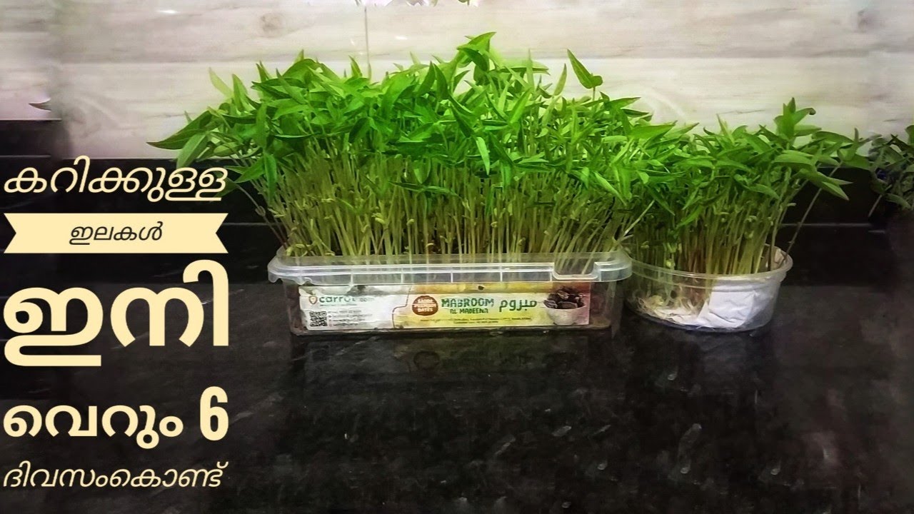 മൈക്രോ ഗ്രീൻസ് || Micro greens at home || How to grow micro greens at ...