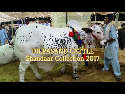 Cow Mandi 2017 | VIP Tent Visit Dilpasand Cattle Video 14 - YouTube