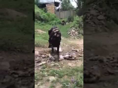 Qoca neneler dalasir cox guleceksiniz