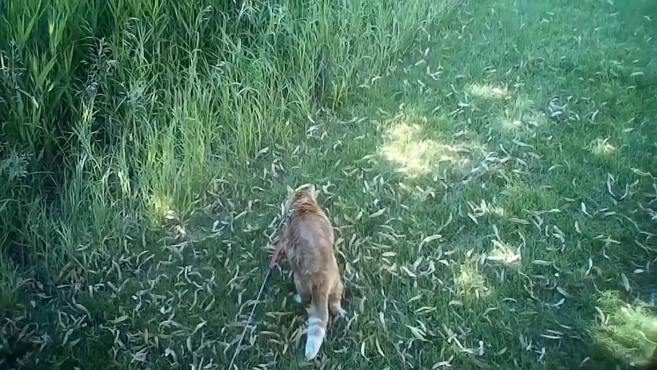 Tusk the cat out walking around - YouTube