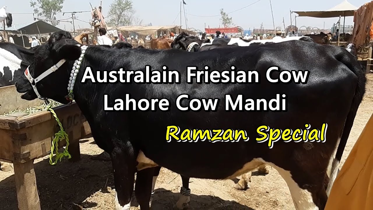 Australian Friesian Sahiwal Cow in Cow Mandi 2018 - Holstein Friesian ...