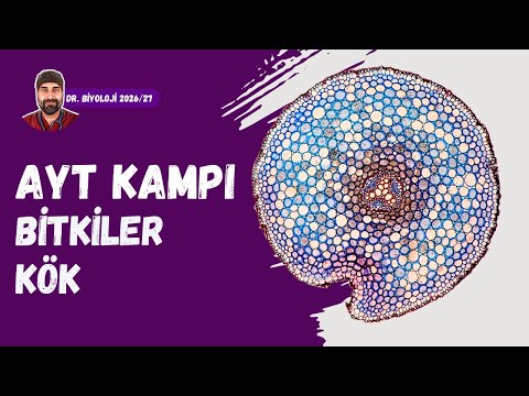 Bitkisel Organlar - Kök | Dr. Biyoloji | AYT Dönem 2026 - 2027