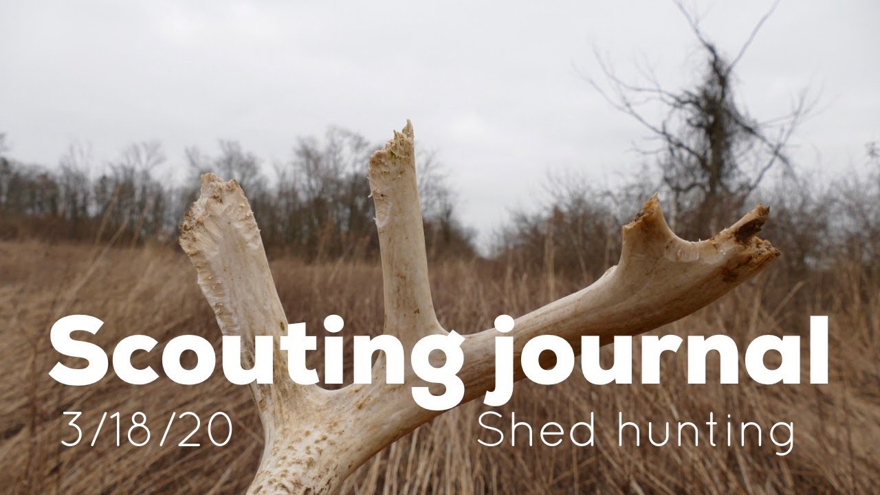 Scouting public land video recap - YouTube