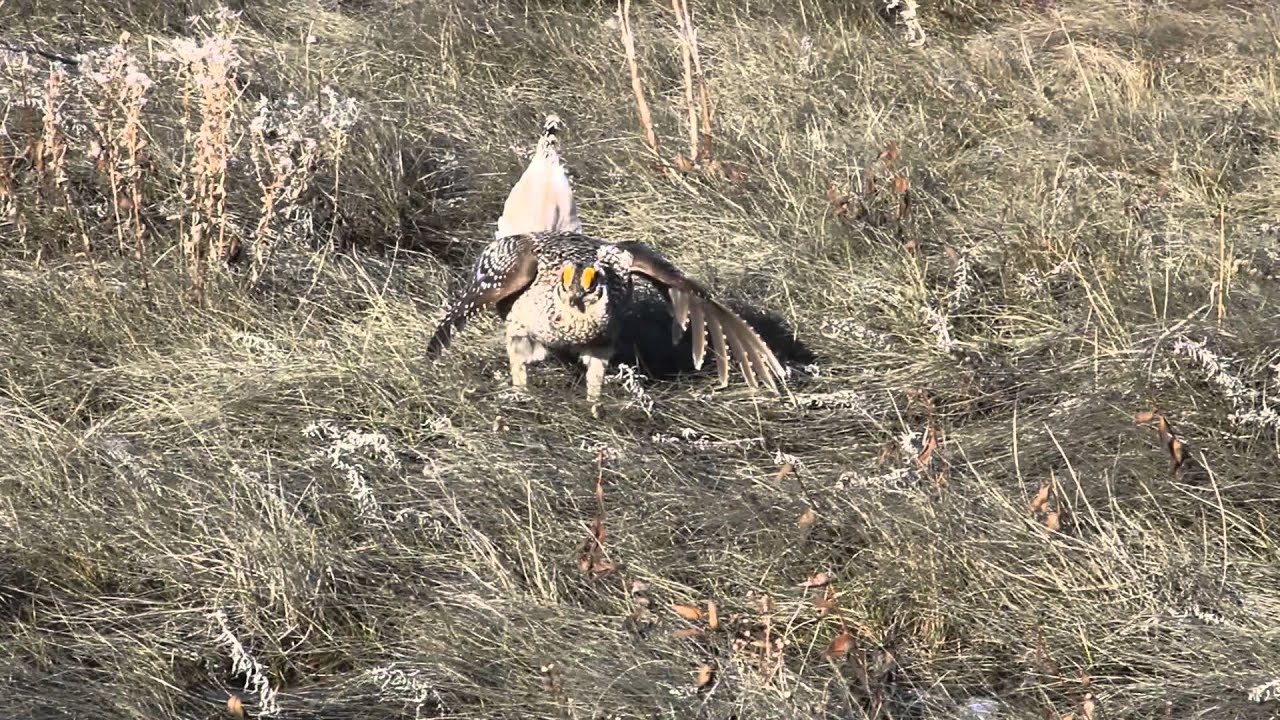 Sharp-tailed Grouse "Dancing" - YouTube
