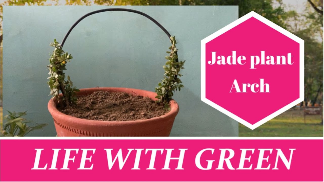 How to Make Jade Plant Arch Topiary || JADE PLANTS || Make Your Garden ...