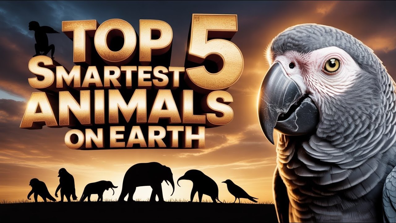 Top 5 Smartest Animals on Earth Amazing Animal Intelligence Ranked ...