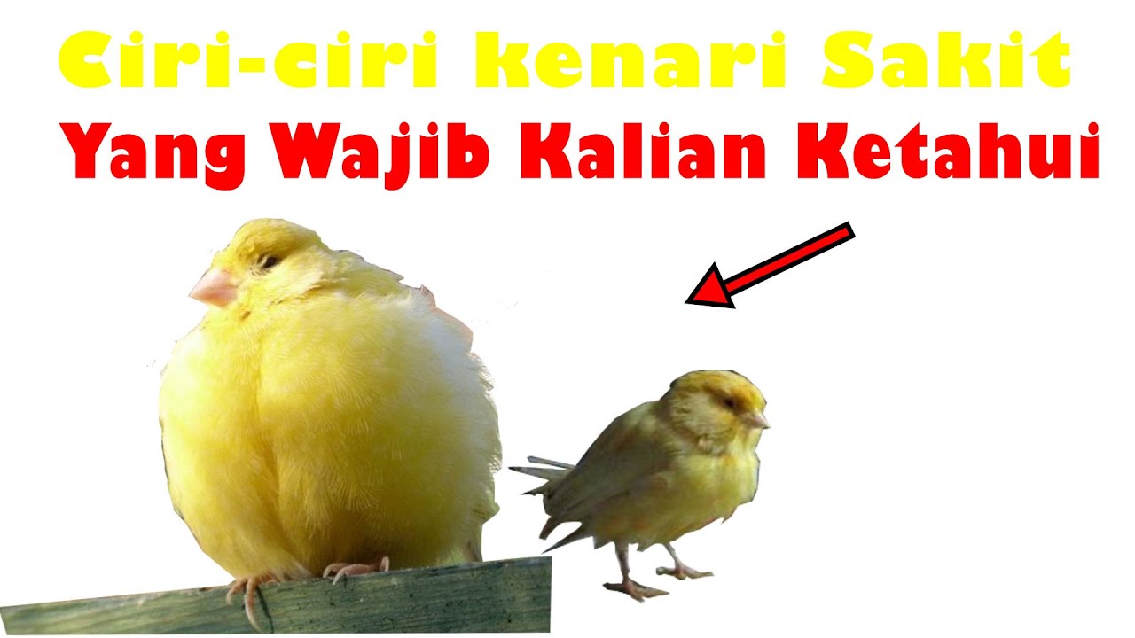 WAJIB TAU !! CIRI-CIRI KENARI YANG SEDANG SAKIT - YouTube