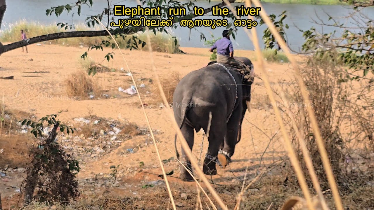 Elephant run to the river പുഴയിലേക്ക് ആനയുടെ ഓട്ടം | #elephant # ...