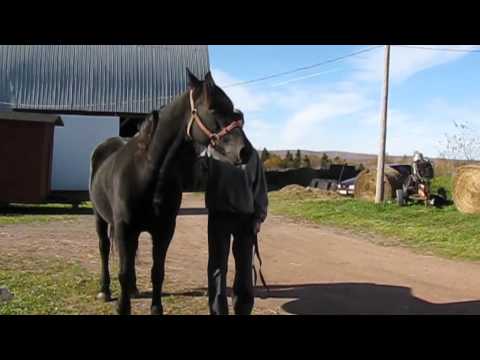 Patrimoine animal québécois avec Alain Fortin - YouTube