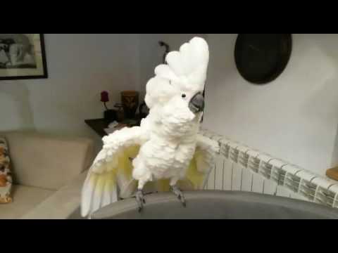 Dancing cockatoo kakadu parrot - YouTube