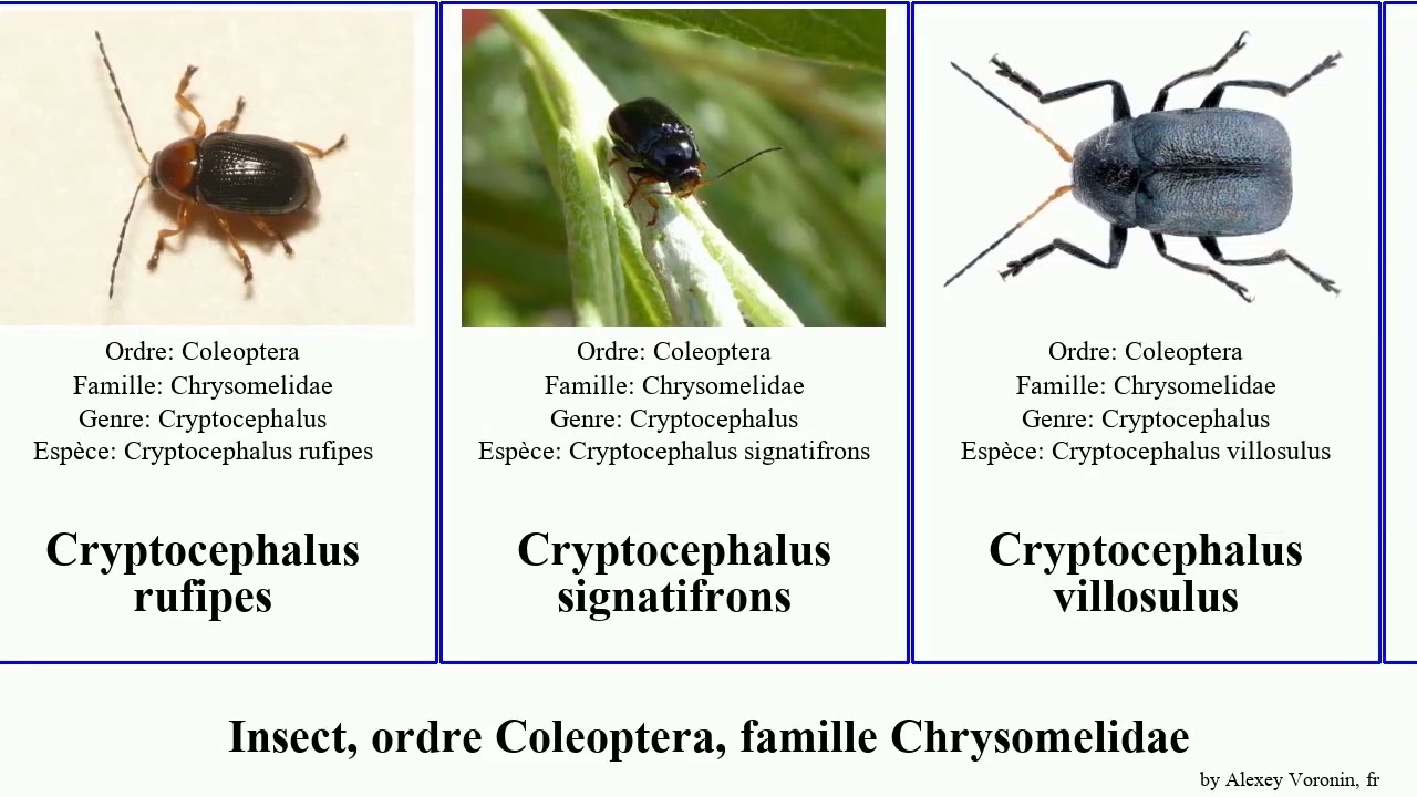 Chrysomelidae