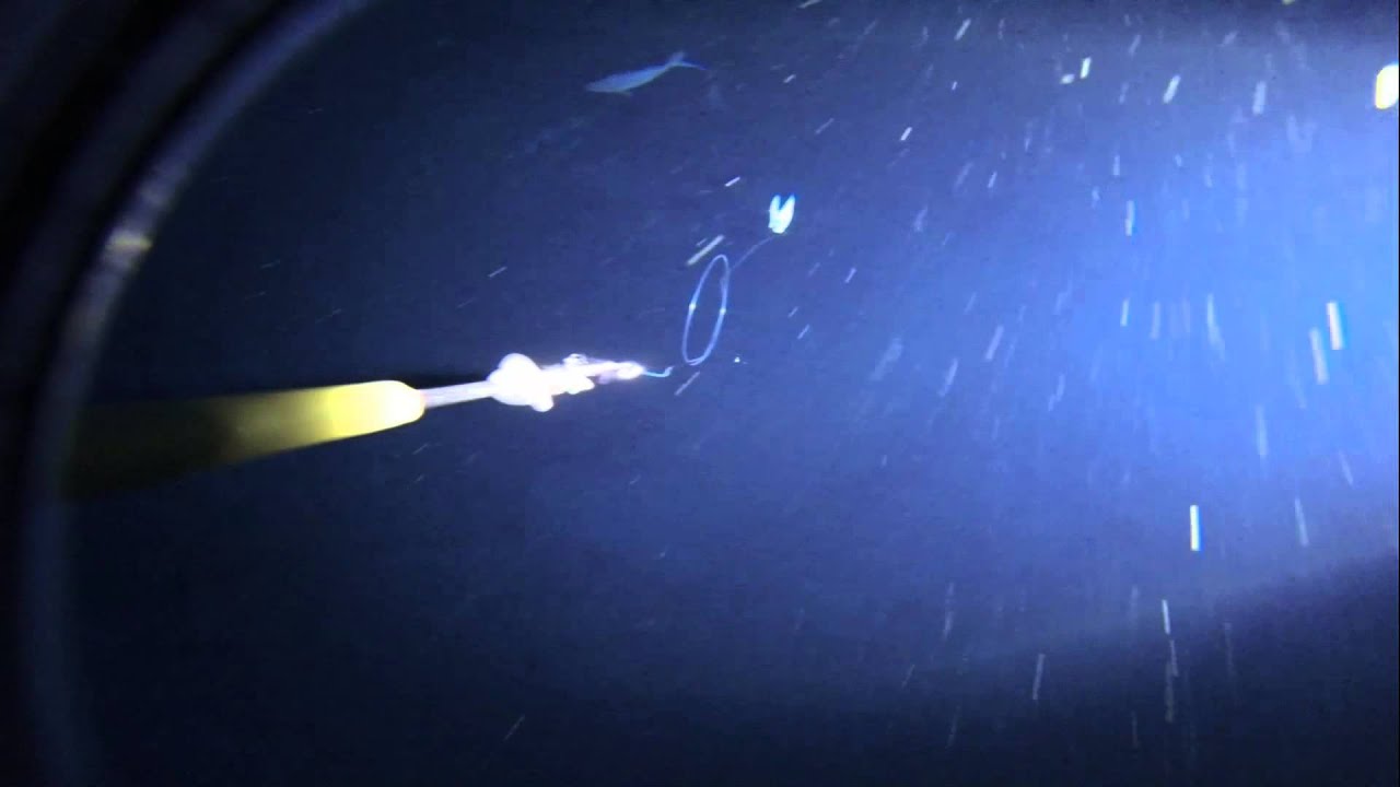 Kalekale Bottom Fishing GoPro at 600 feet - YouTube