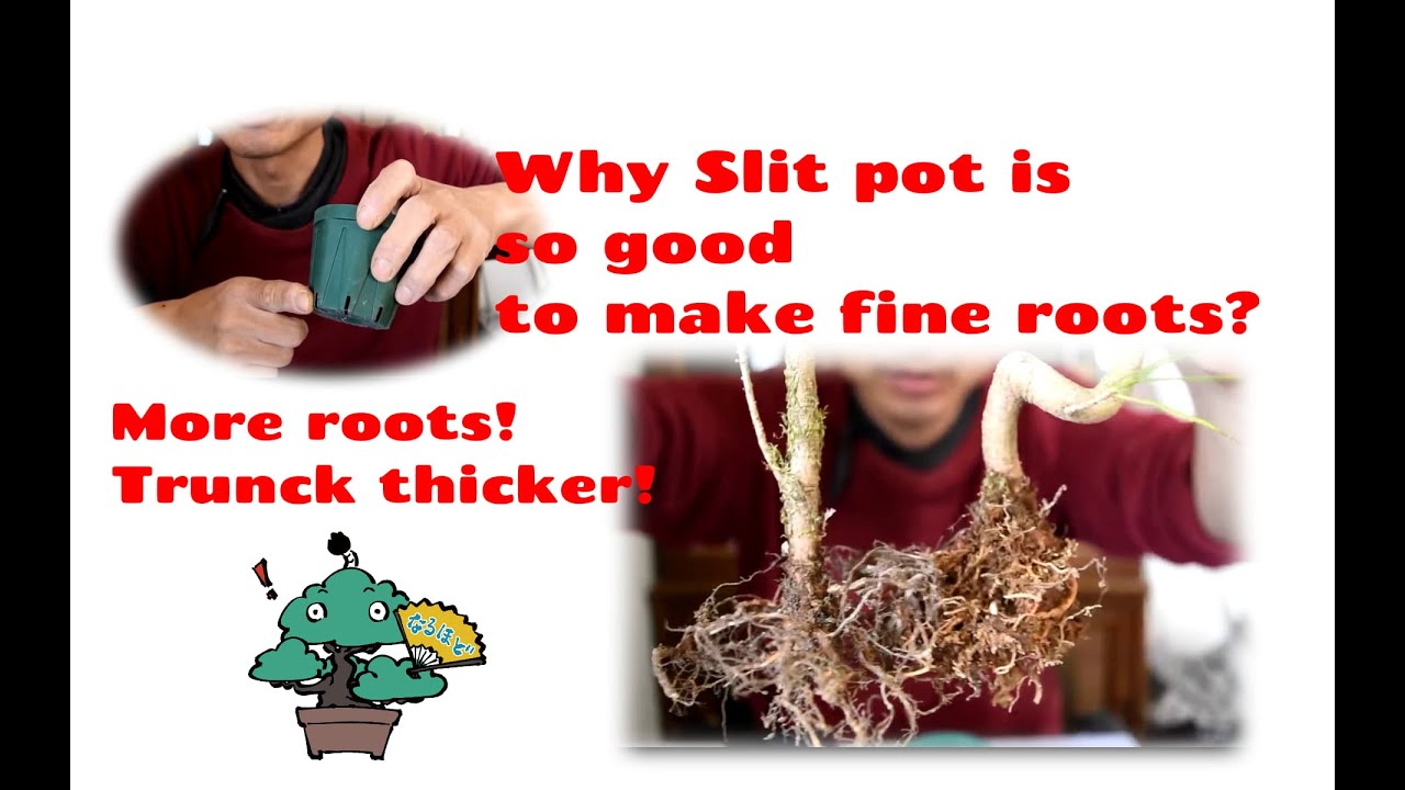 How slit pot root system works? Matsuyoshi Bonsai Academy - YouTube