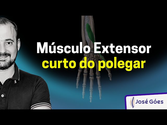 Origem E Insercao Do Extensor Longo Do Polegar Lesões Do Nervo Radial