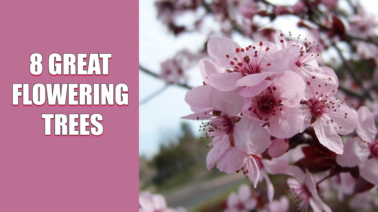 8 Great Flowering Trees - YouTube