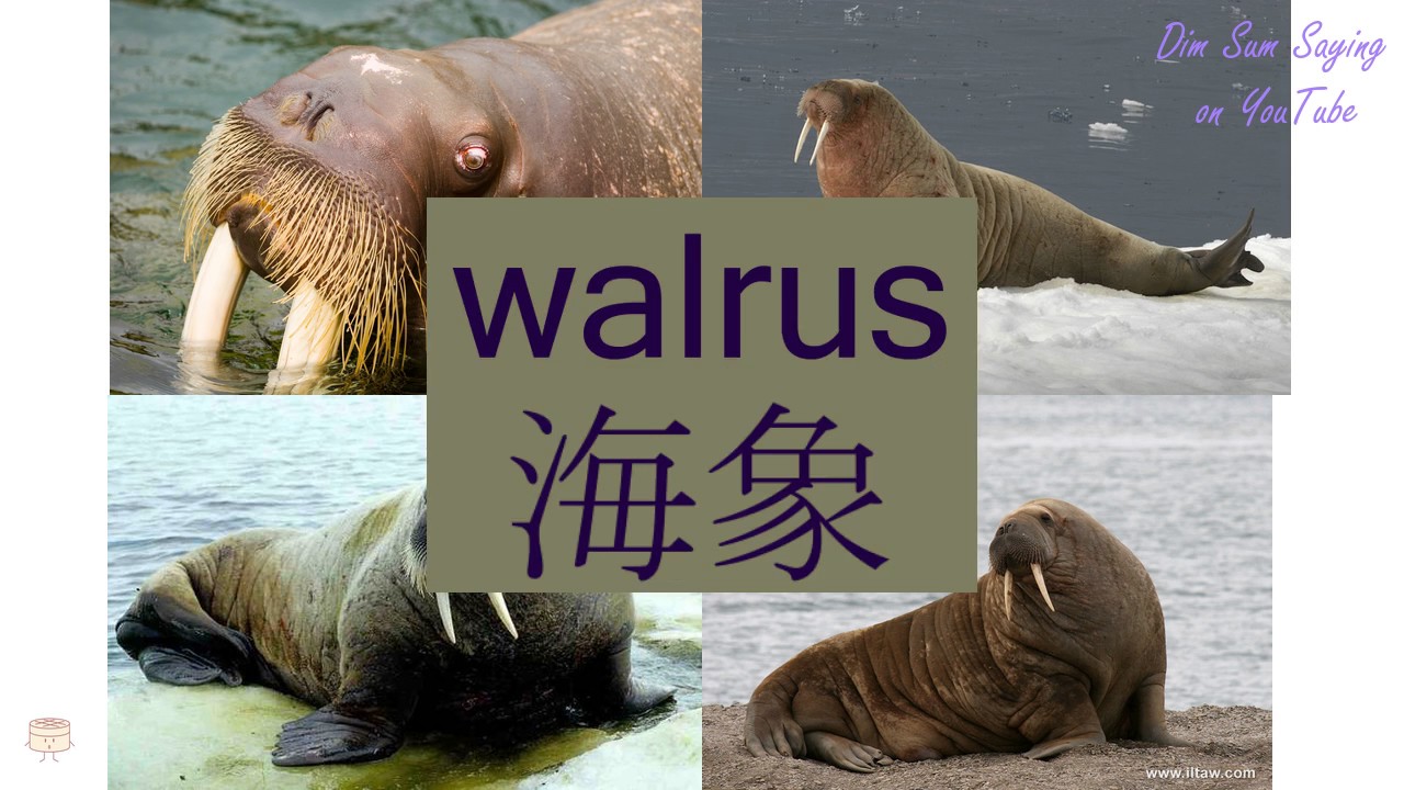 "WALRUS" in Cantonese (海象) - Flashcard - YouTube