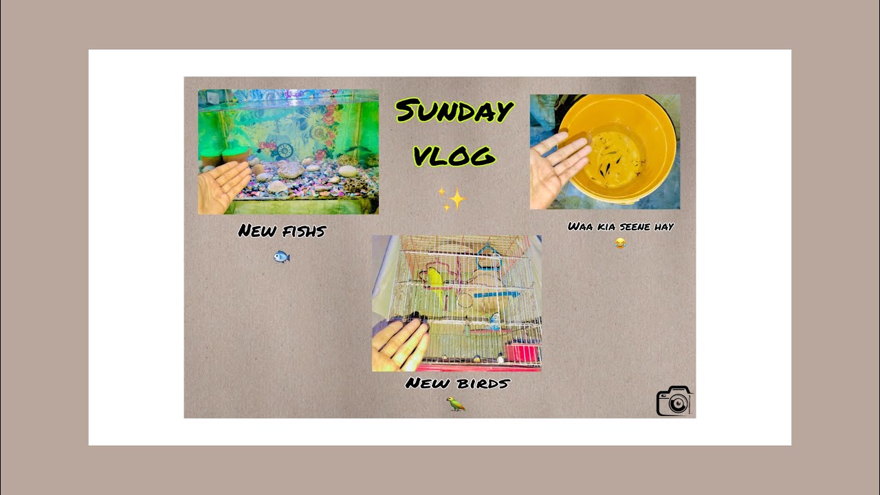 Aj May New Fish Laya 🐟 | Or New Birds Bhe Laya 🦜 | Fish Ka Oxygen ...