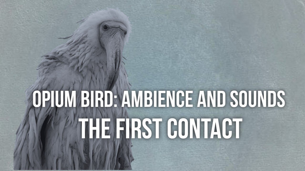 Opium Bird: Lore Documentary | 30 minutes Ambience and Sounds - YouTube