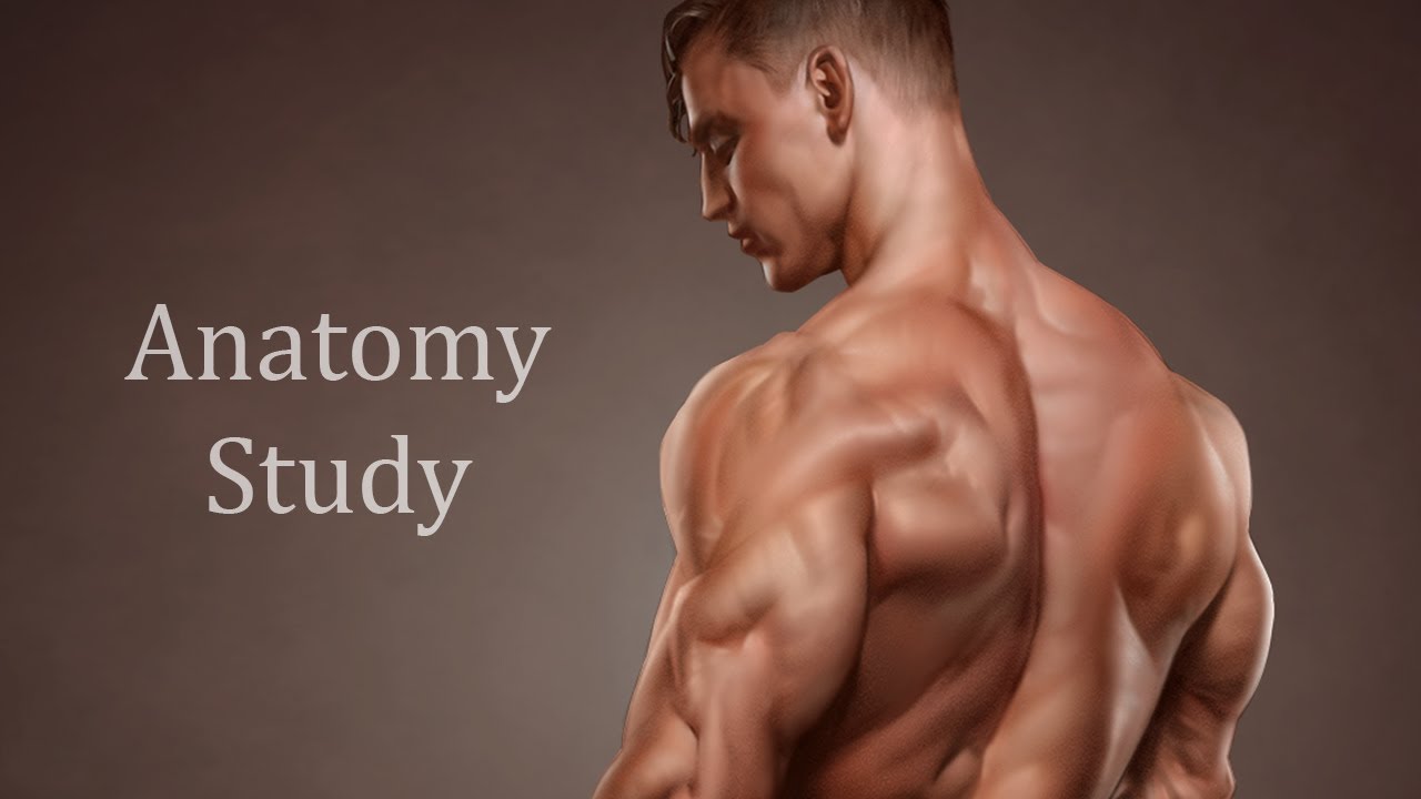 Anatomy Study - Timelapse - YouTube