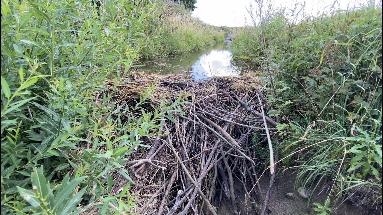 Beaver Dam Removal || NEW Rake Doing Pretty job! - YouTube