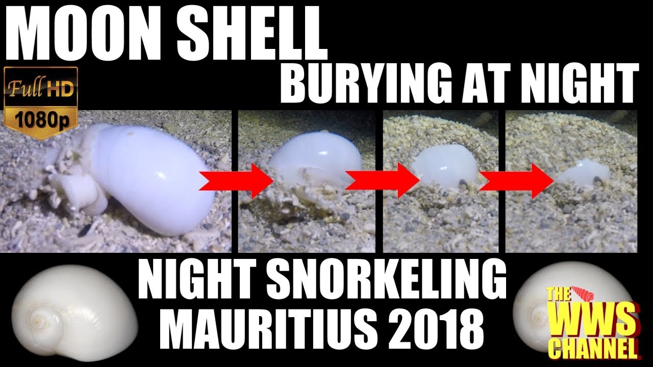 Live Sea shells : Moon Shell Burying at Night in Mauritius ! - YouTube